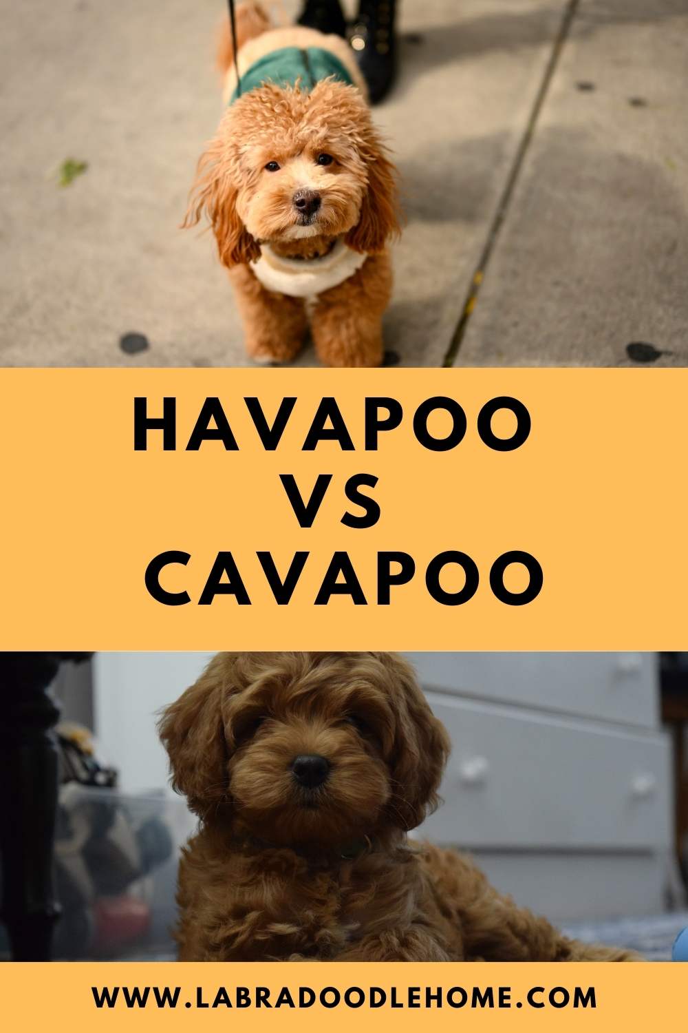 Havapoo Vs Cavapoo - Which Breed Is Perfect For You?