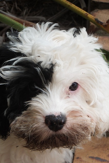 Cavapoo Vs. Cavapoochon: Which Is Best For You In 2023?