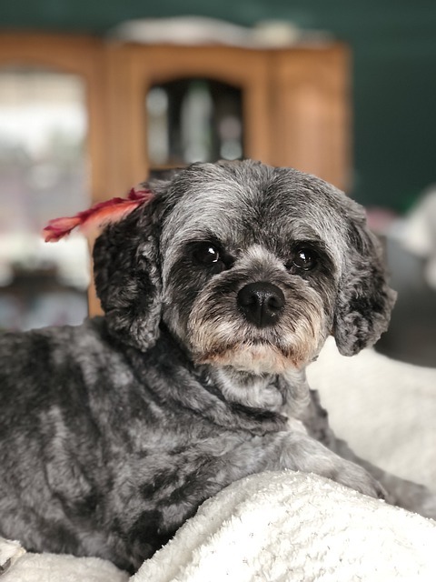 4 Shocking Cavapoo Behavior Problems You Need to Know