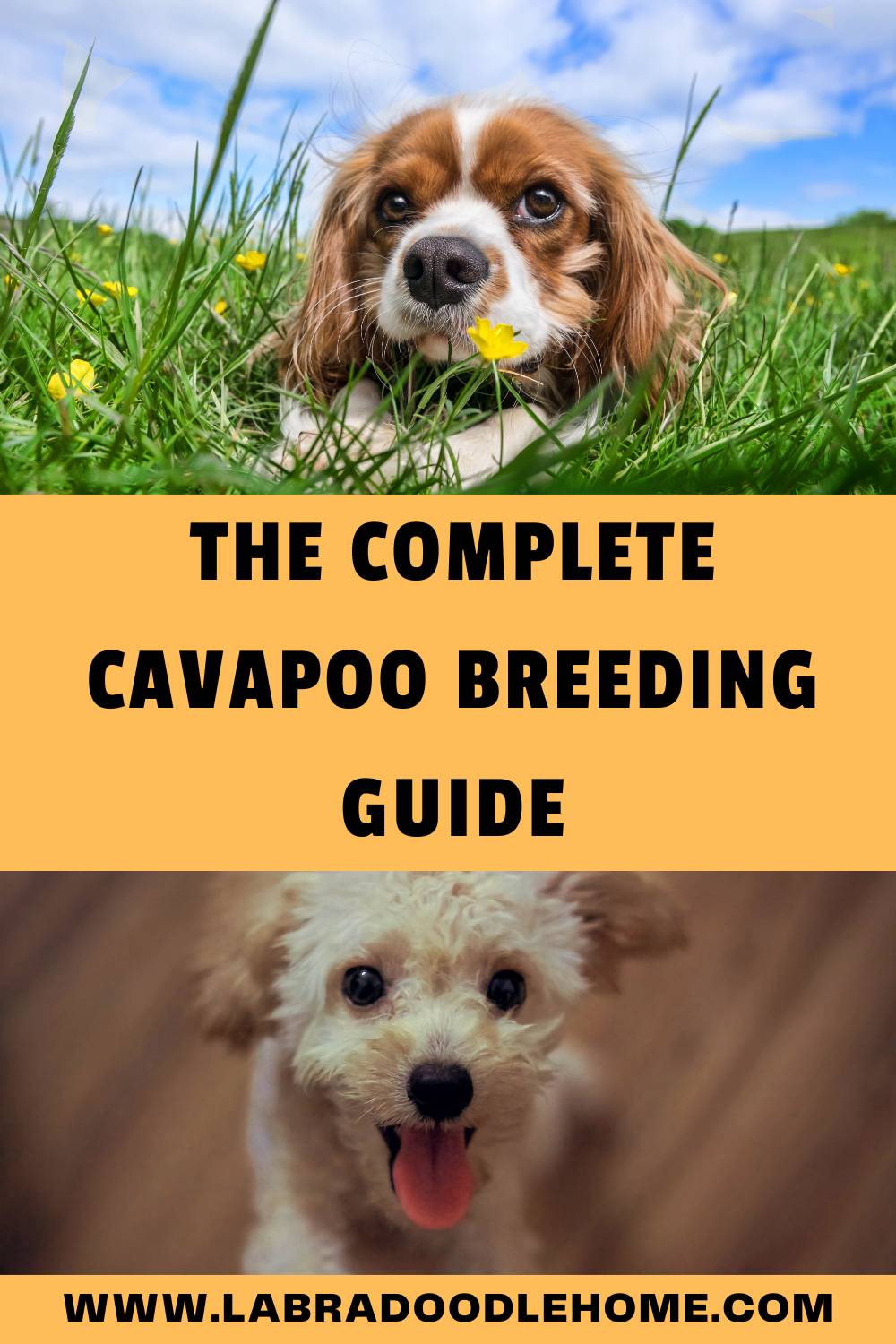 Cavapoo Breeding - Ultimate How-To Guide 2024