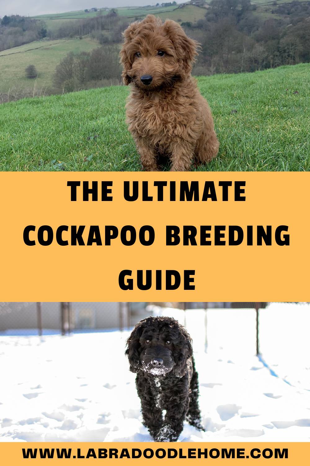 Cockapoo Breeding - Ultimate How-To Guide 2024