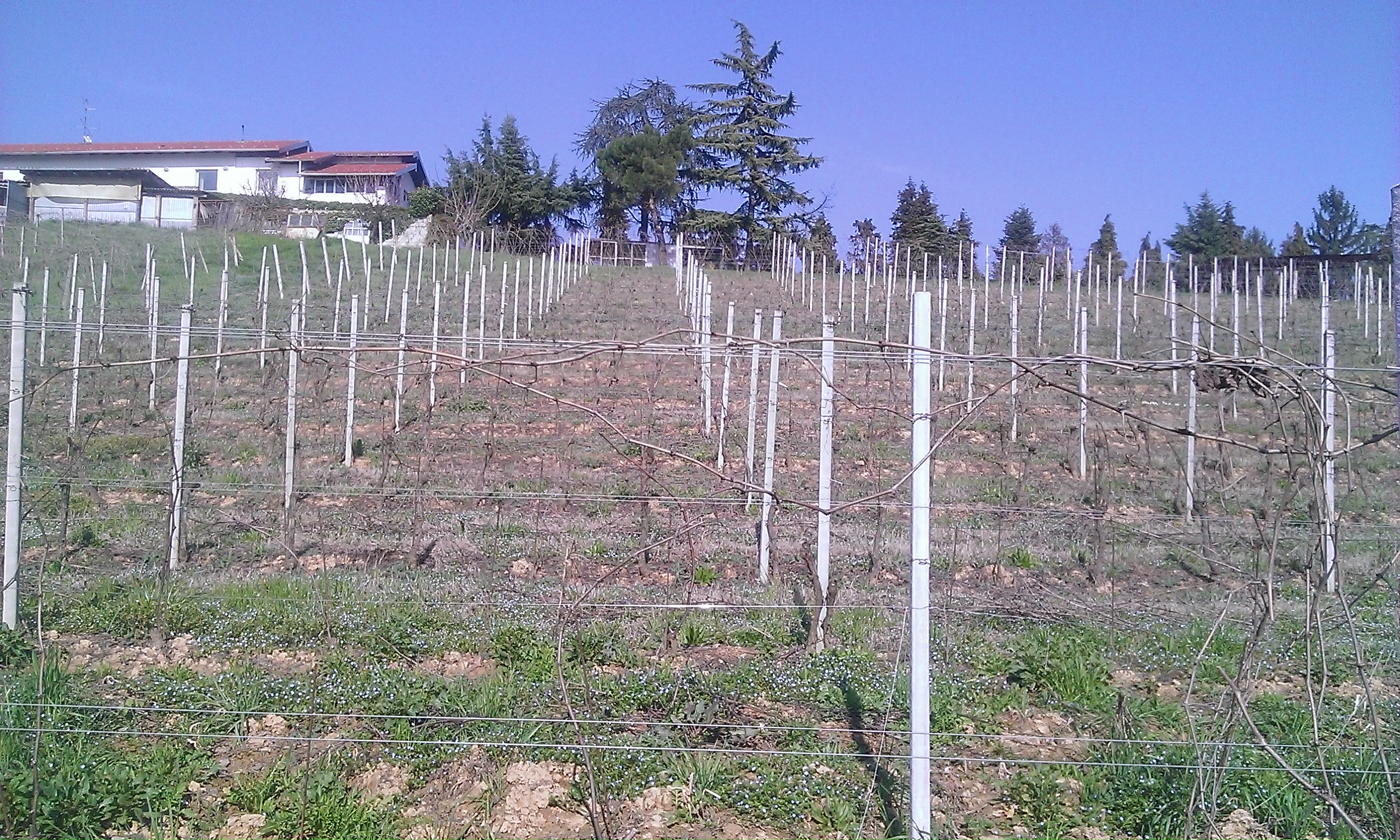 LA VIGNA – La Cà Nova