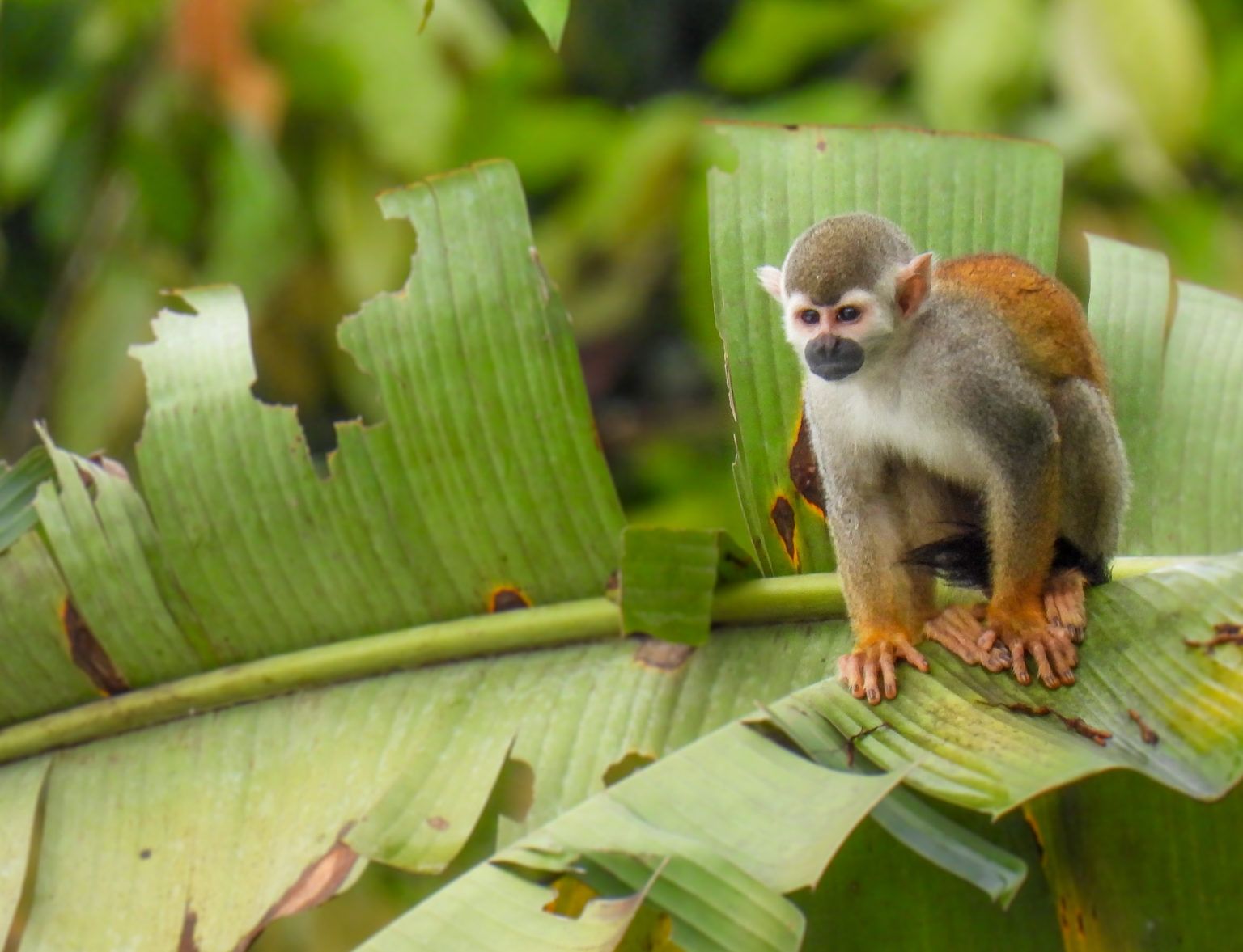 Río Puré, un parque para proteger a los pueblos indígenas en ...