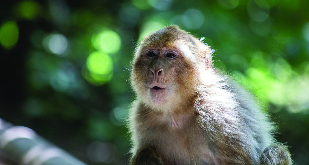 Mengenal ‘Baruak Gadang’ Penyerang Pengendara di Sitinjau Lauik ...