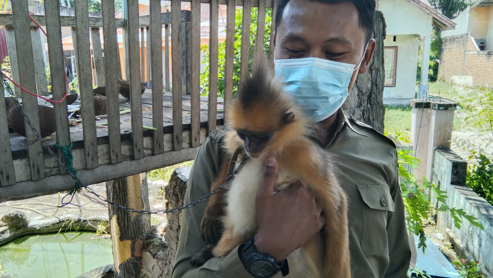 Ditemukan Warga, Satwa Langka Burung Hantu dan Simpai Diserahkan ke ...
