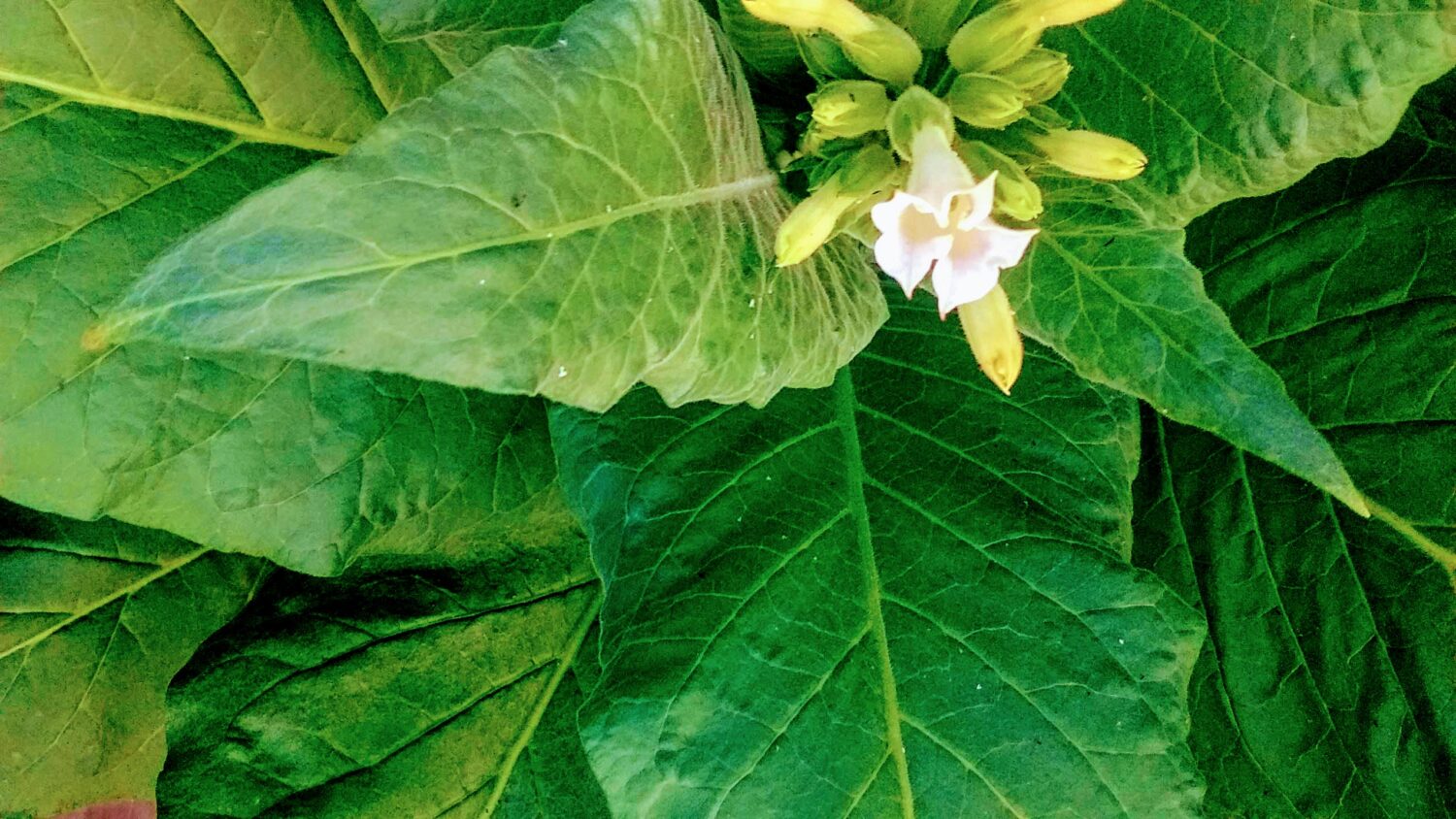 El Abuelo Tabaco: Planta maestra de la Medicina Ancestral. — La Pacha ...