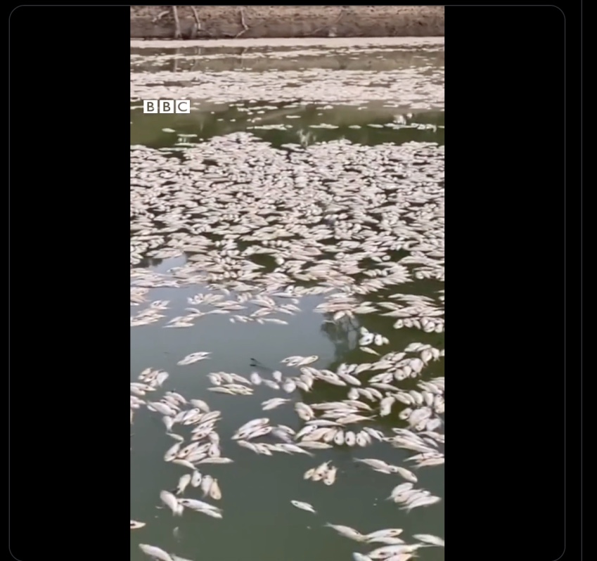 Did A Heat Wave In Australia Kill Millions of Fish? -7