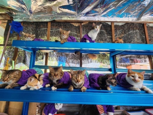 Malaysia's Spectacular 61-Cat New Hari Raya Outfit Matchup!