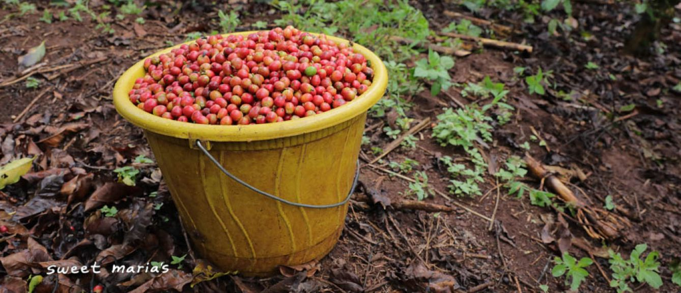 Kenya Kirinyaga Kainamui Peaberry - LCC Roastery