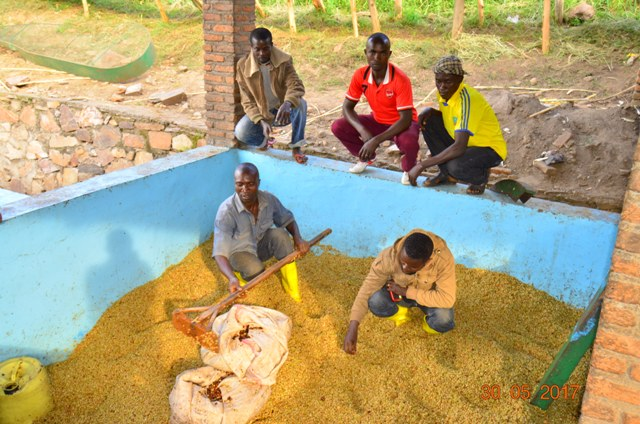 Congo Kivu Org. SOPACDI - Pygmies' Coffee Project - Bourbon Washed ...