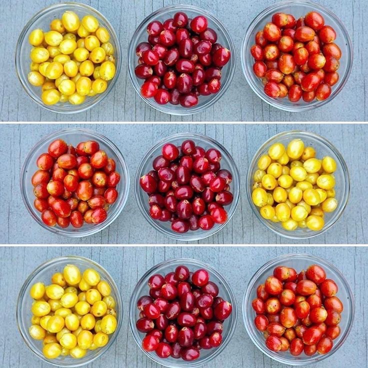 Coffee Cherry Never Turn Red - LCC Roastery