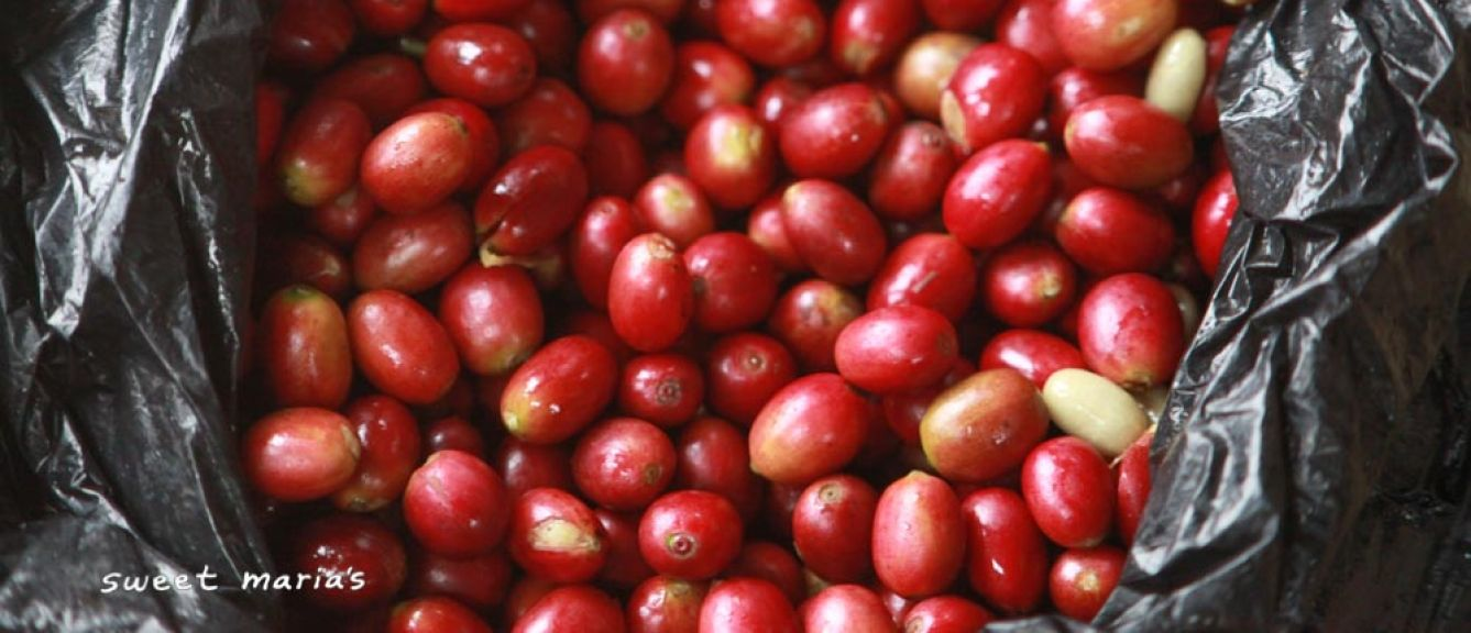 Cameroon Caplami Java Cultivar - LCC Roastery