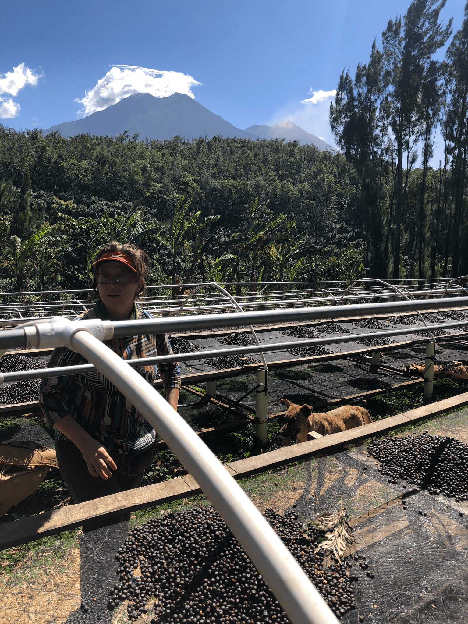 Guatemala Santa Felisa African Gesha Fully Washed Double Soak - LCC ...