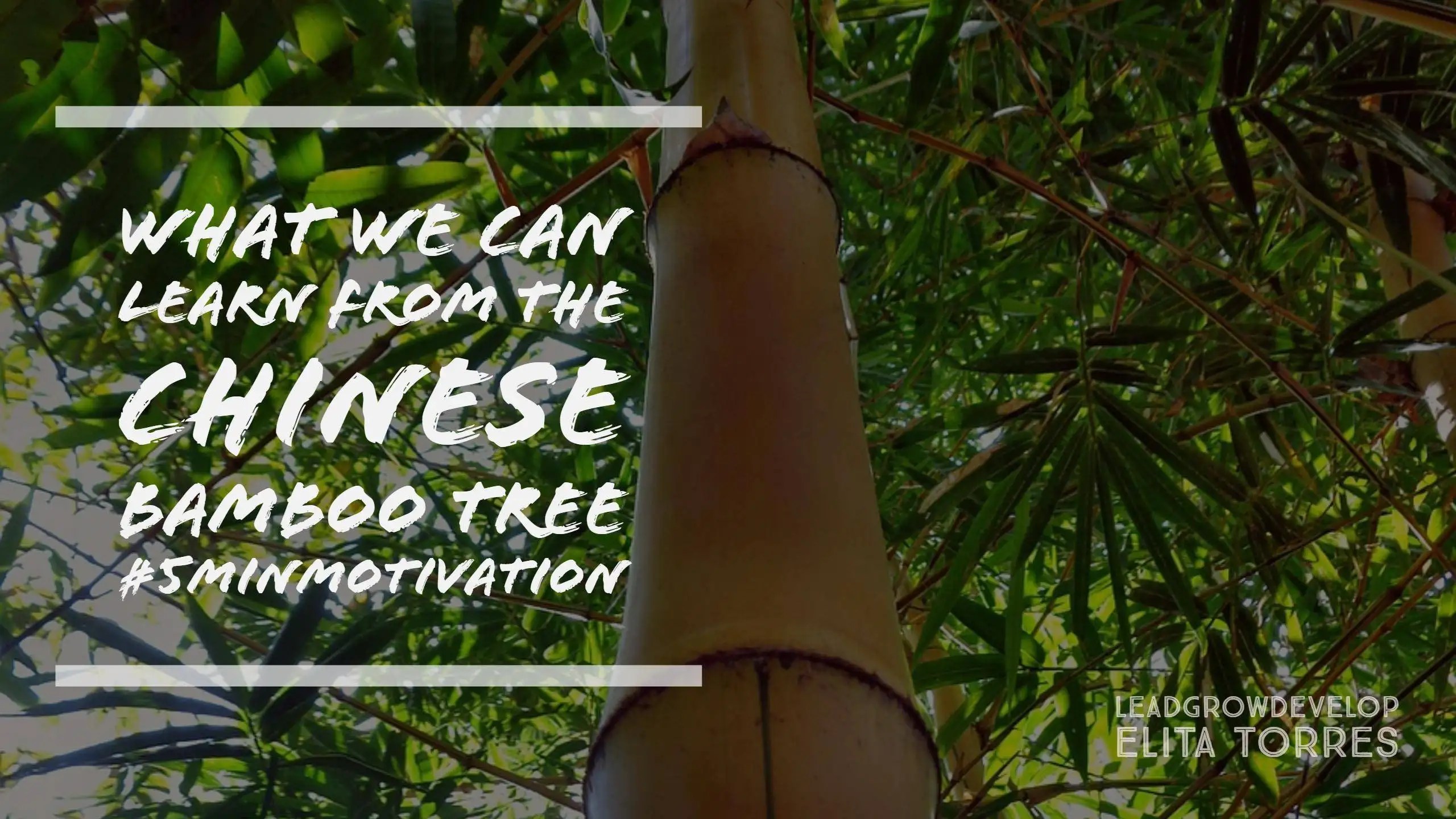 What We Can Learn From The Chinese Bamboo Tree About Dreams ...