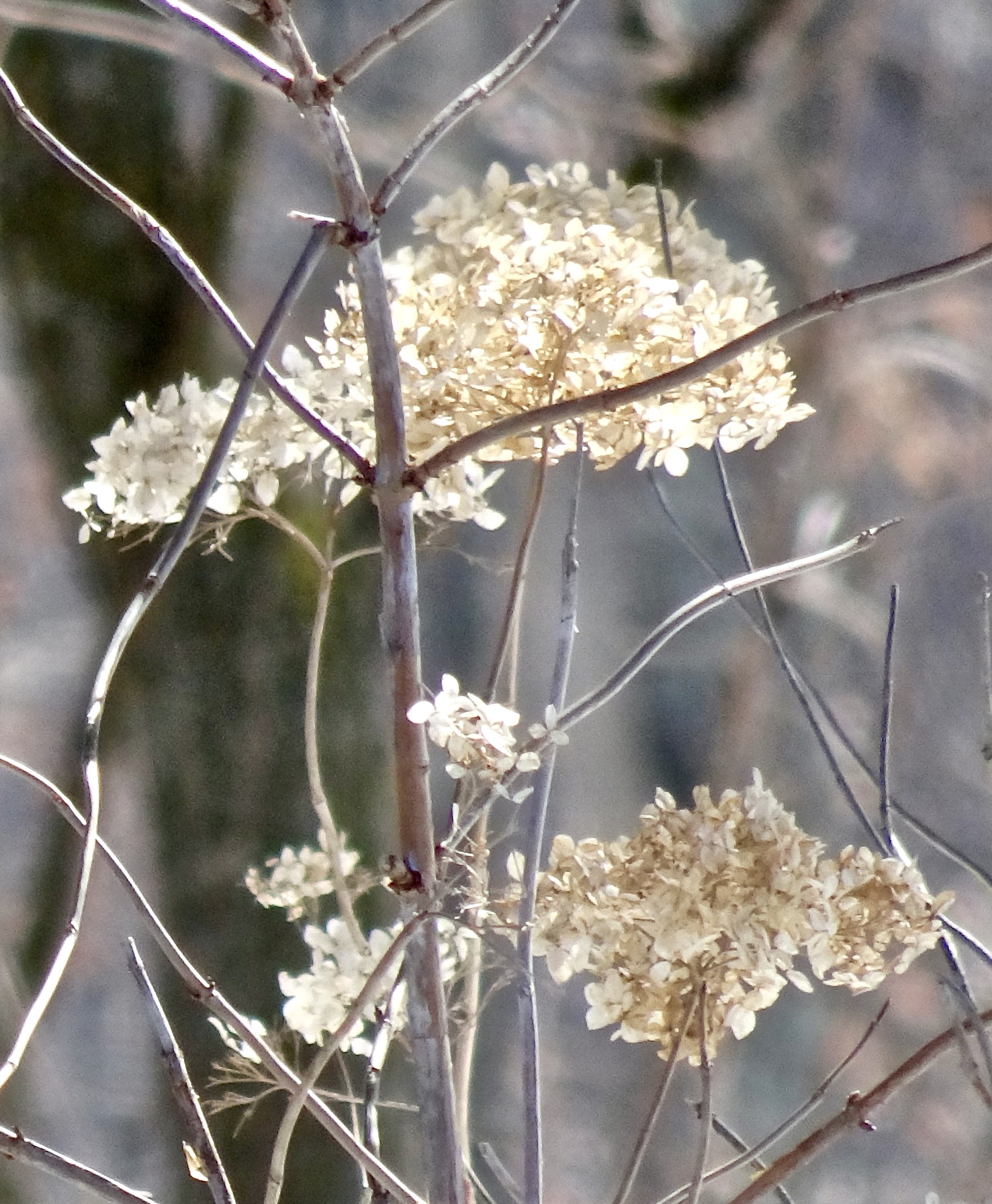Hydrangea Alighted – Leaf And Twig