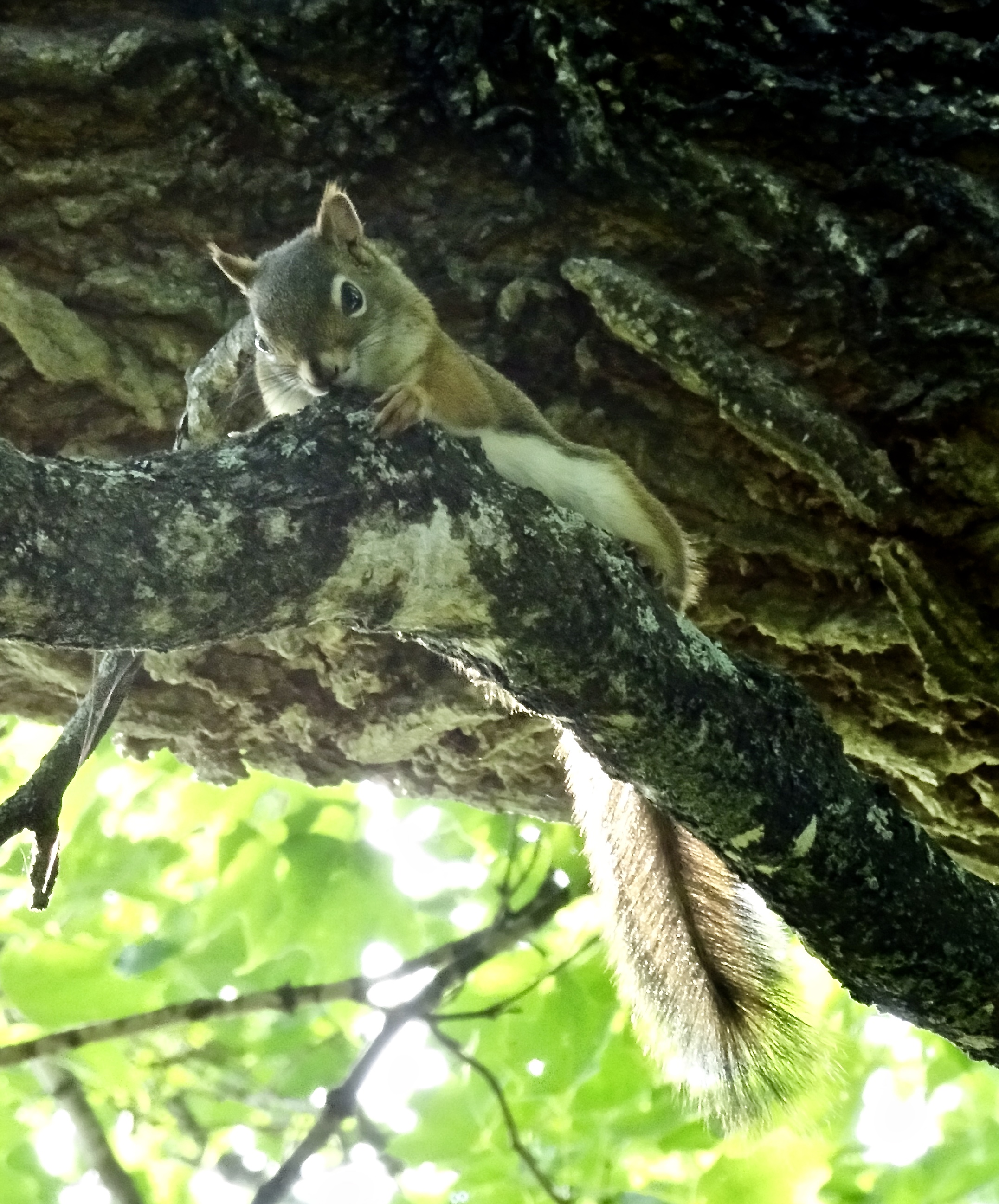 The Hoarder – Leaf And Twig