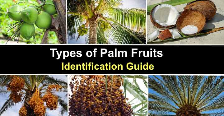 Types of Palm Fruits (With Pictures and Names) - Identification Guide ...
