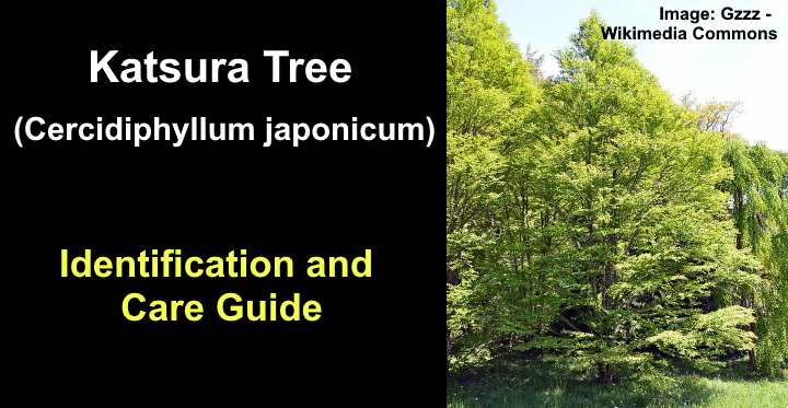 Katsura Tree (Including Weeping Katsura): Leaves, Bark and Care ...
