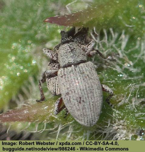 Types of Gray Bugs: Silverfish, Stink Bugs and More (With Pictures ...