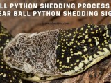 Ball Python Shedding Process 9 Interesting Facts 2025
