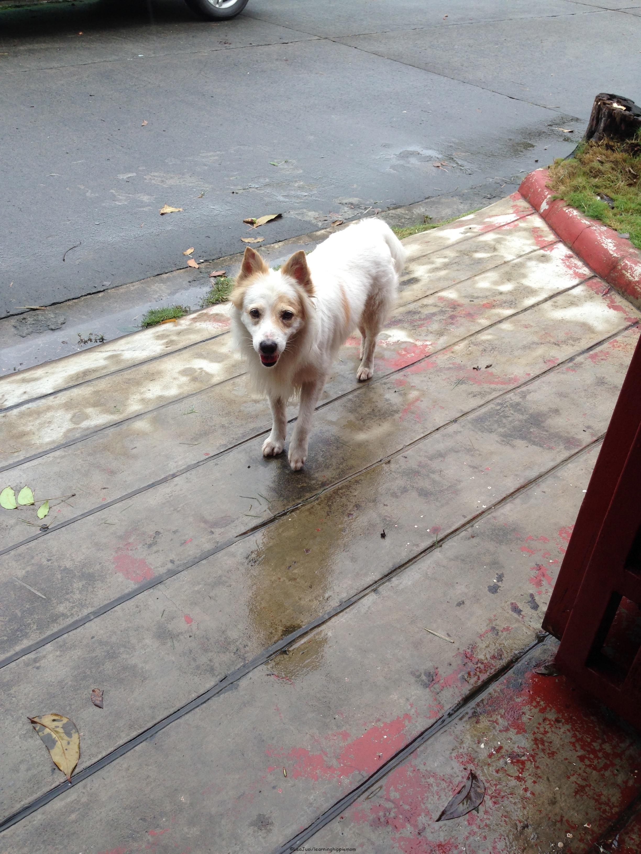 Shiro, Borrowed and Beloved Dog – Learning Hippie Mom