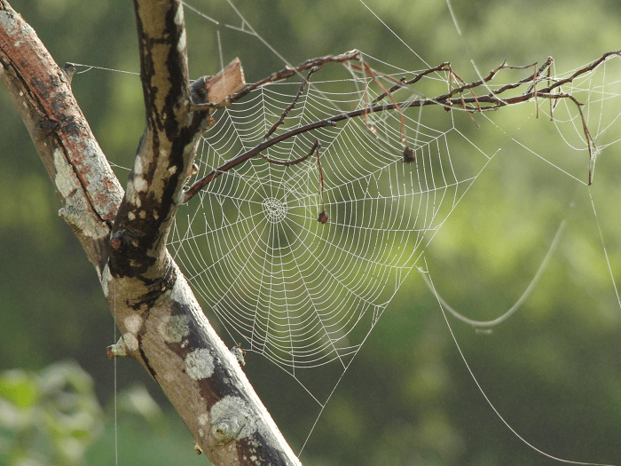STEAM Week: Spider Webs