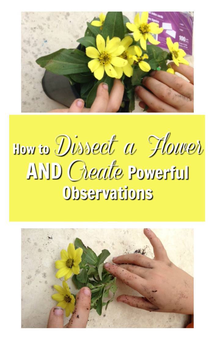 Flower Dissection: how to for home or classroom using flowering plants.