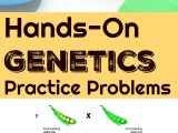 Simple Genetics Practice Problems That Don T Use A Family Tree