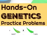 Simple Genetics Practice Problems That Don T Use A Family Tree The