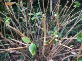 How To Prune Hydrangeas And When To Trim For The Best Growth Learningvale