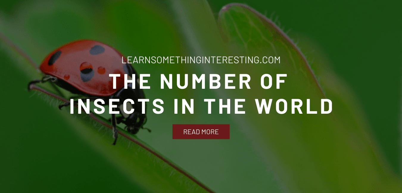 Learn Something Interesting: The Number of Insects in the World