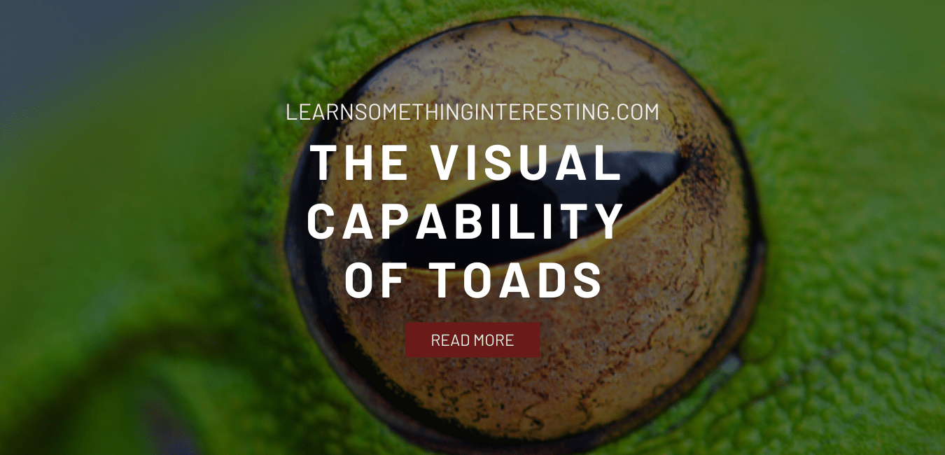 Learn Something Interesting: The Visual Capability of Toads