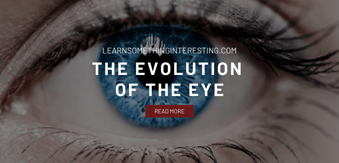 The Evolution of the Eye - Learn Something Interesting