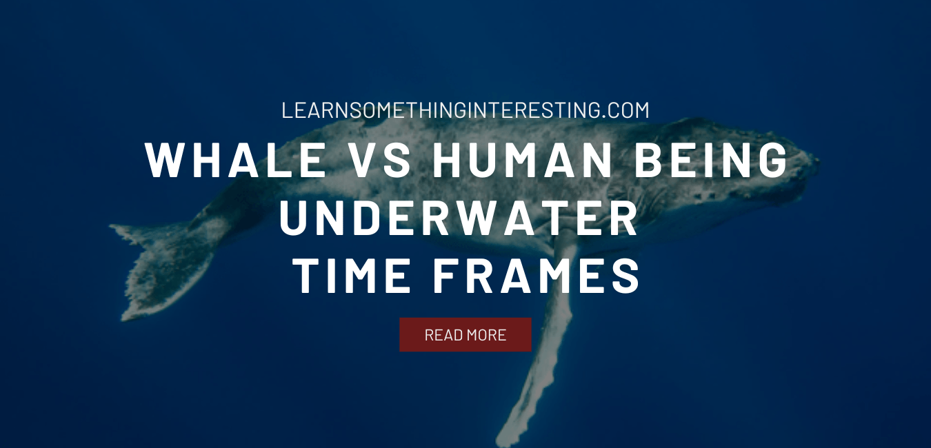 Learn Something Interesting: Whale vs Human Being Underwater Time Frames