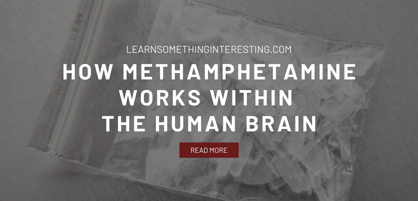 Learn Something Interesting: How Methamphetamine Works Within the Human ...