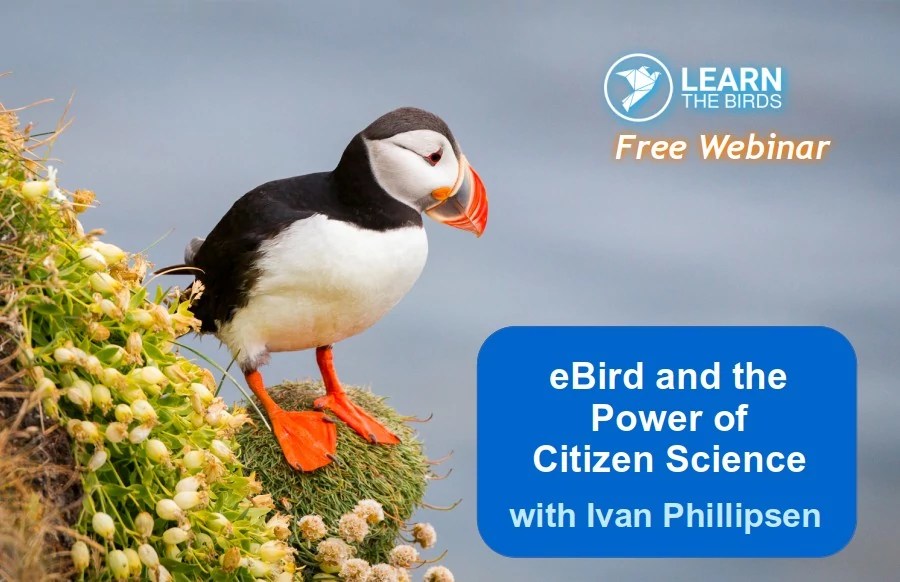 eBird and the Power of Citizen Science – Learn the Birds