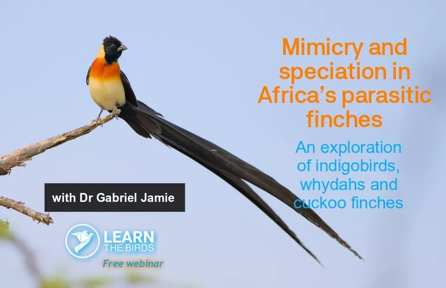 Mimicry and speciation in Africa’s parasitic finches: an exploration of ...