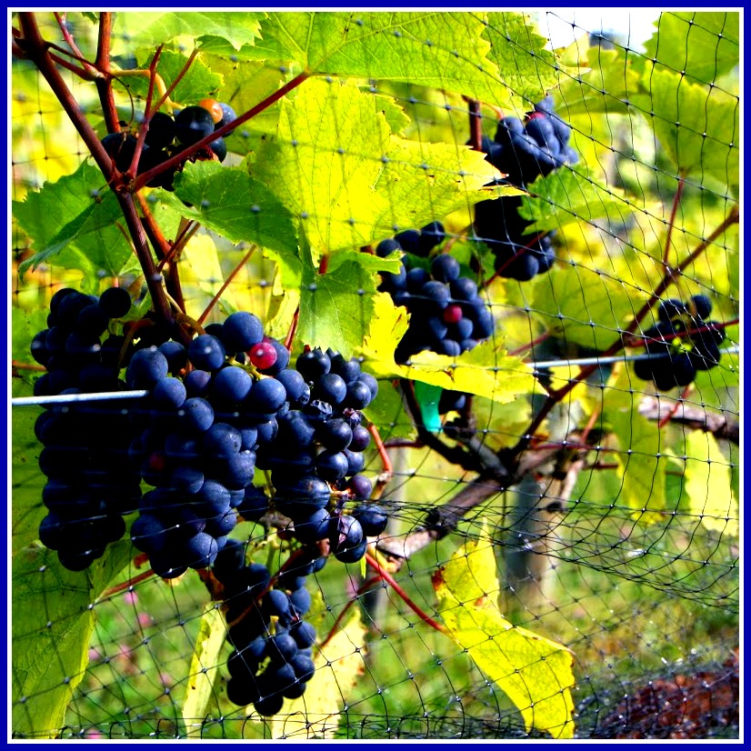 Mindfulness and Gratitude: A Celebration of Thankfulness - Left Brain ...