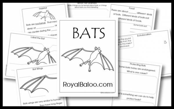 Study Pages for Learning about Bats – Lesson Plans