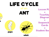 Life Cycle Of An Ant Lesson Plan Source