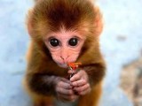 Support The Monkey Levitating Monkey