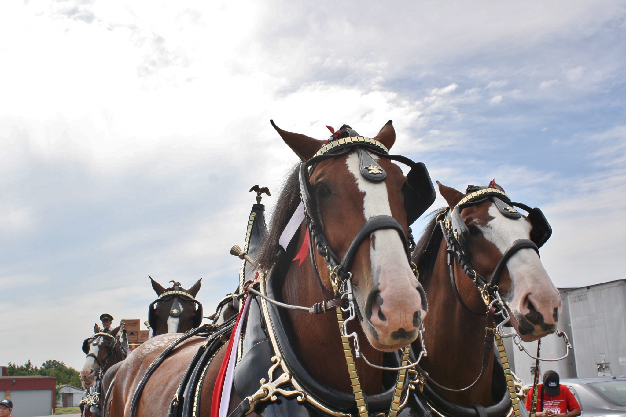 Spectators Pack Bristol To See Budweiser Clydesdales - LevittownNow.com