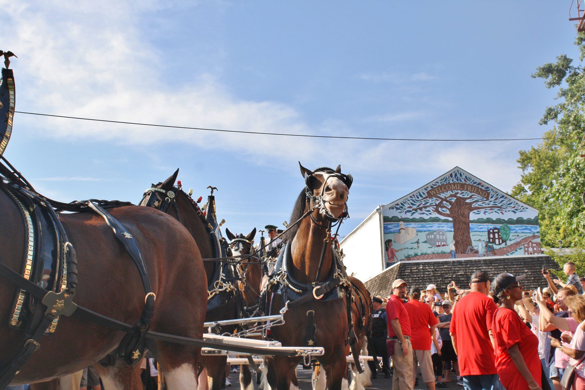 Spectators Pack Bristol To See Budweiser Clydesdales - LevittownNow.com