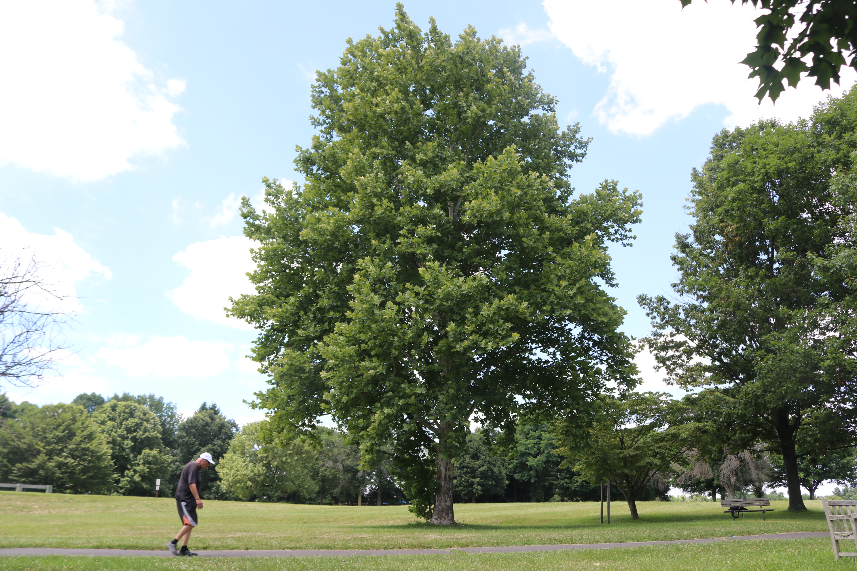 'Moon Tree' At Core Creek Park Lives Up To Out-Of-This-World Name ...