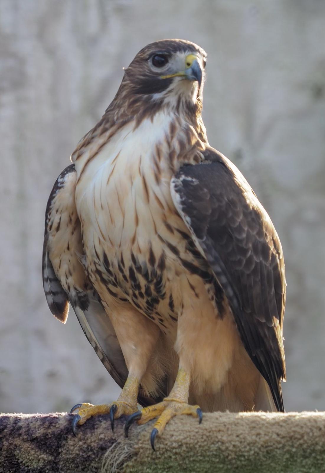 'Very Aggressive' Hawk Raises Concern For Small Dog Owners In Bristol ...
