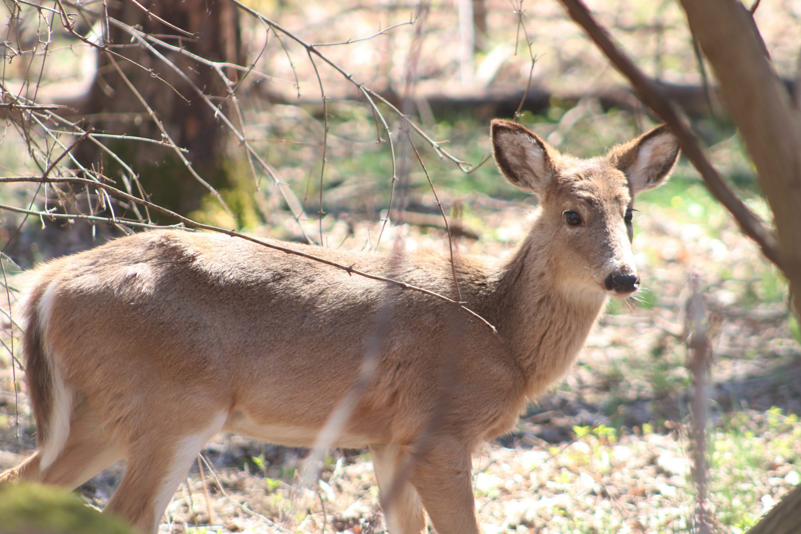 PHOTOS: Springtime Walk At Silver Lake Nature Center - LevittownNow.com