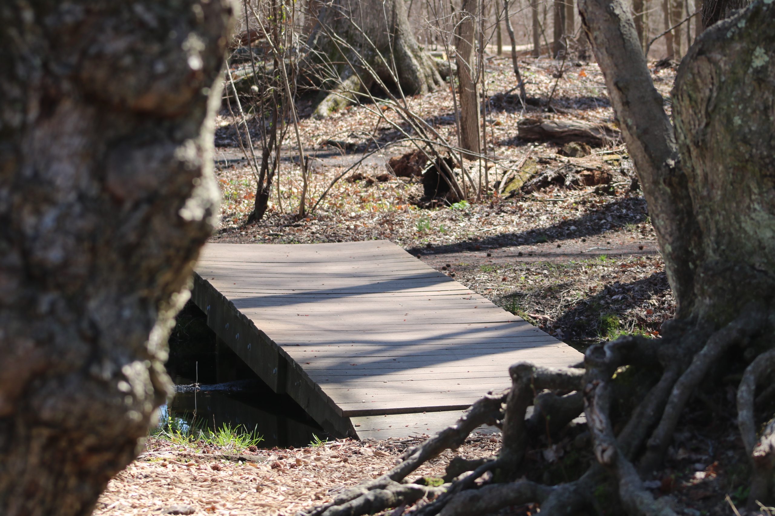 PHOTOS: Springtime Walk At Silver Lake Nature Center - LevittownNow.com
