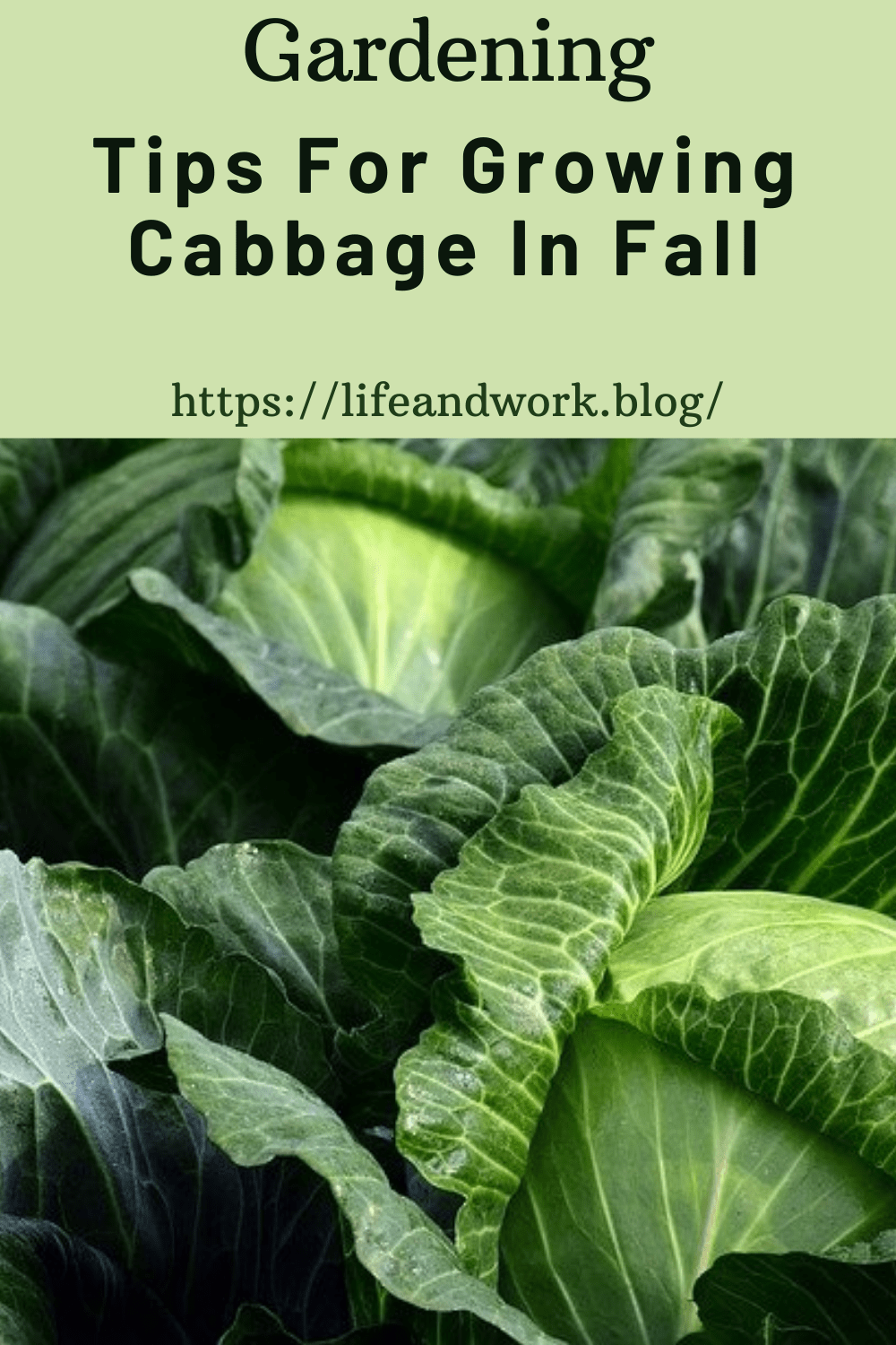 Gardening - Tips For Growing Cabbage In Fall