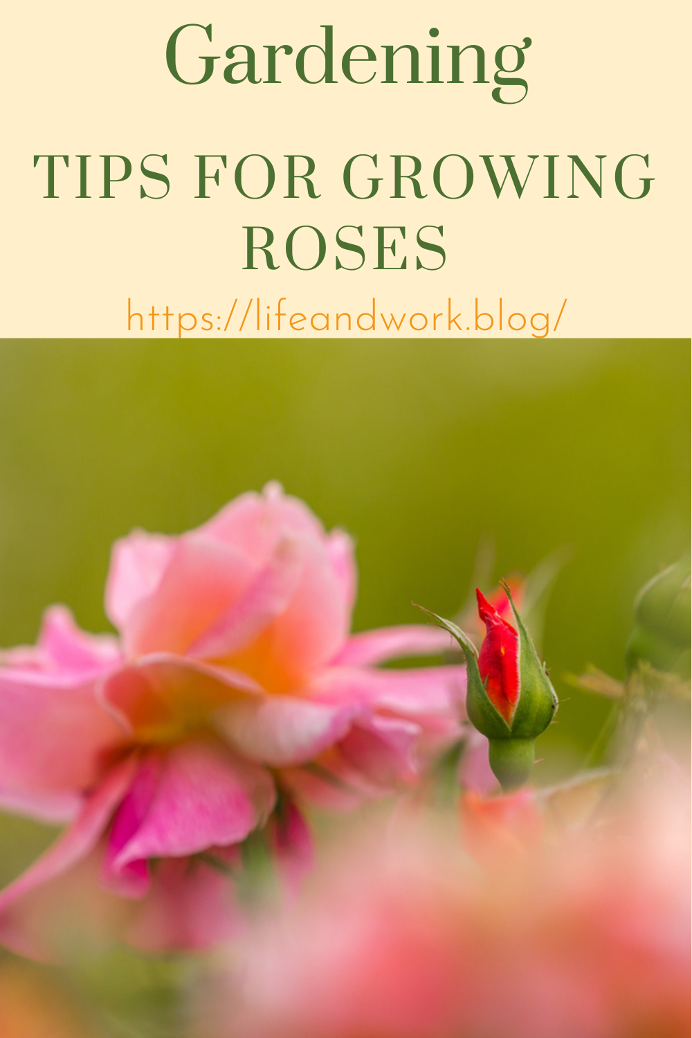 Gardening - Tips For Growing Roses
