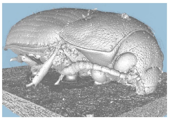 Critical data of insect specimens to be unlocked through 3D imaging ...